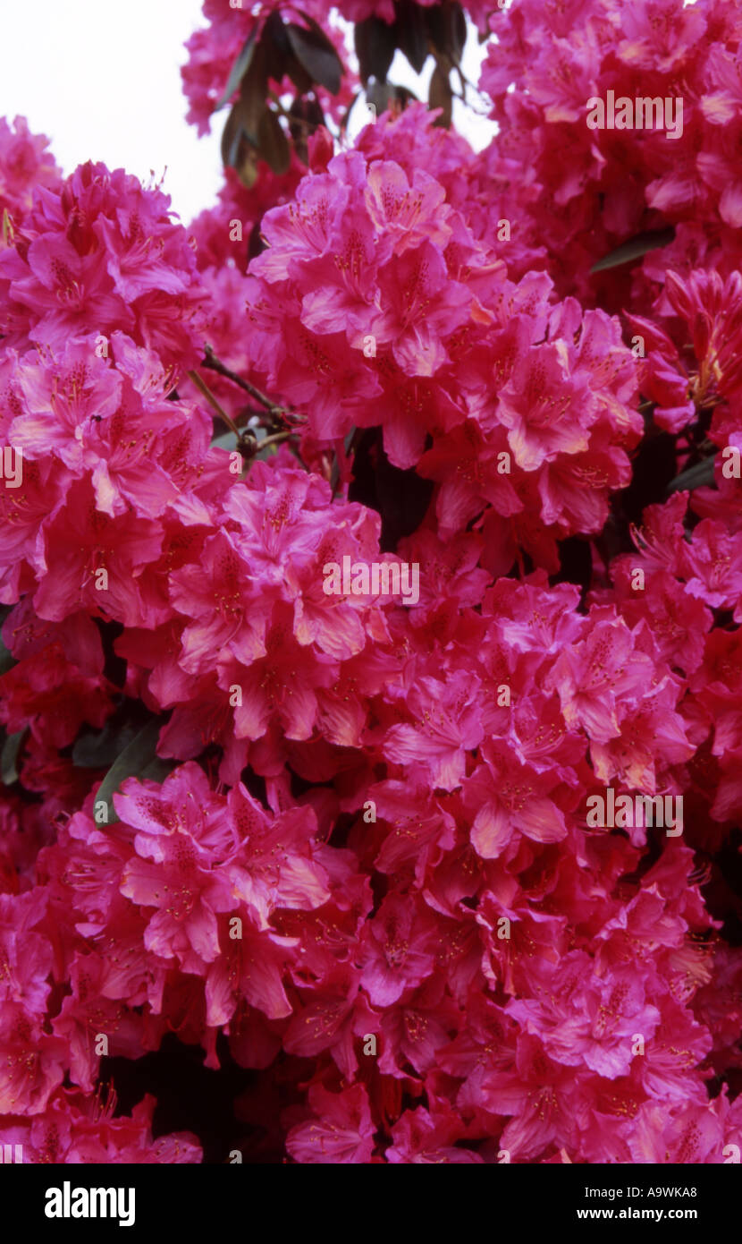 Rhododendron cynthia flowers hi-res stock photography and images - Alamy