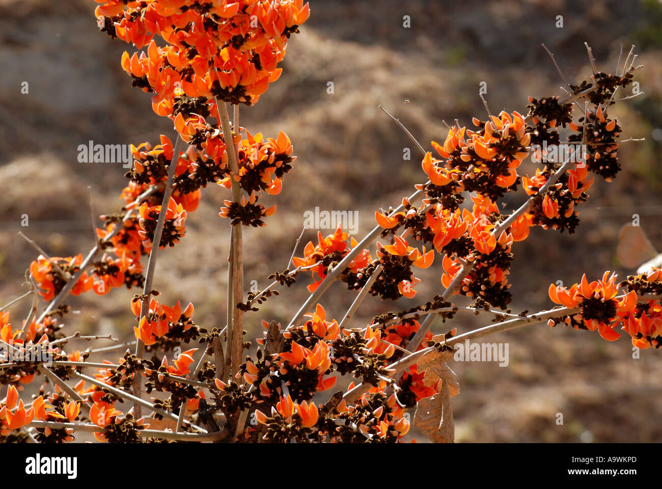 Wild bush with red flowers in Rajasthan India Stock Photo - Alamy