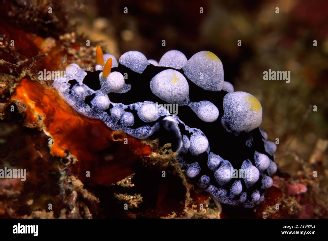 Phyllidia sp hi-res stock photography and images - Alamy