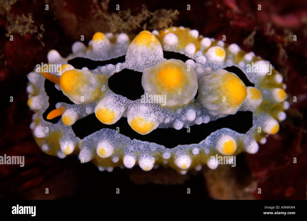 Phyllidia sp hi-res stock photography and images - Alamy