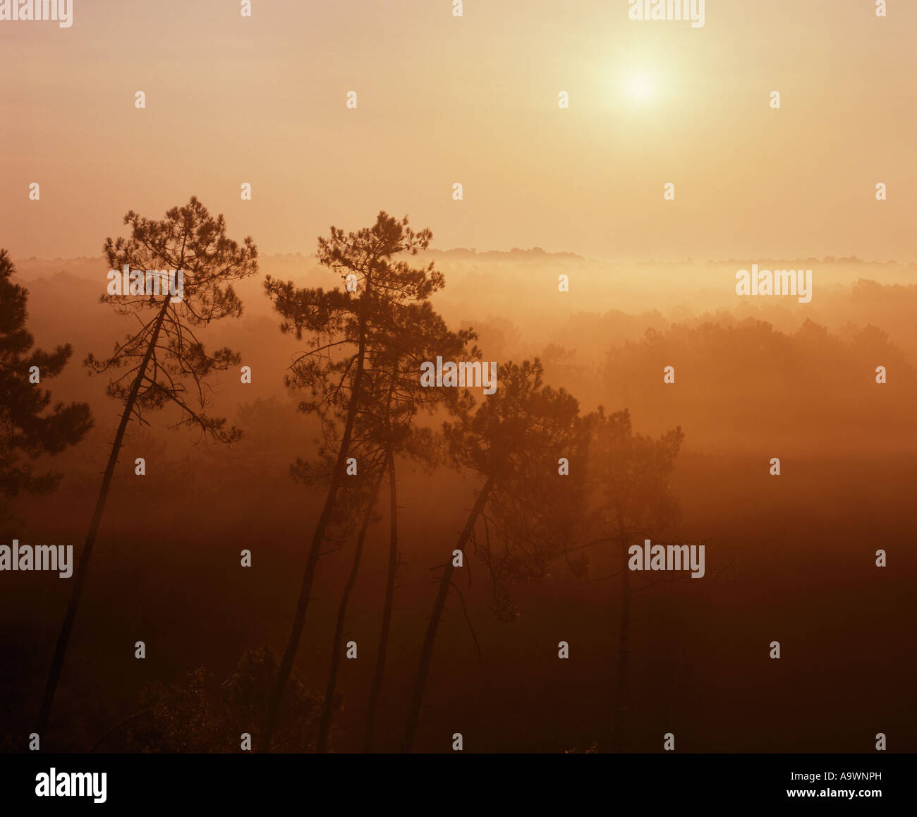 Dawn landes hi-res stock photography and images - Alamy
