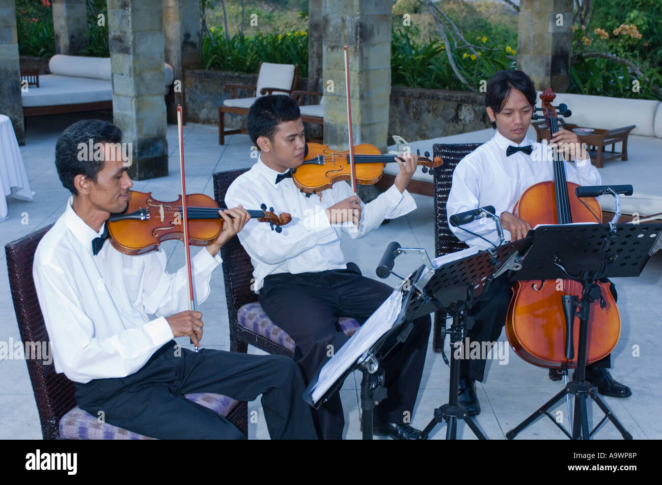 classical music performers at wedding Stock Photo - Alamy