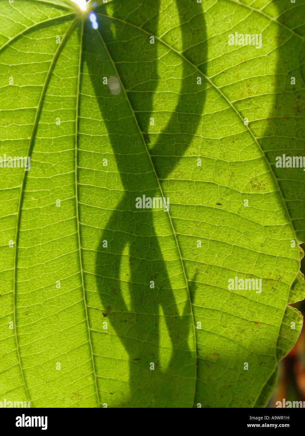 Shadow of a stem on a leaf of a creeping plant Stock Photo - Alamy