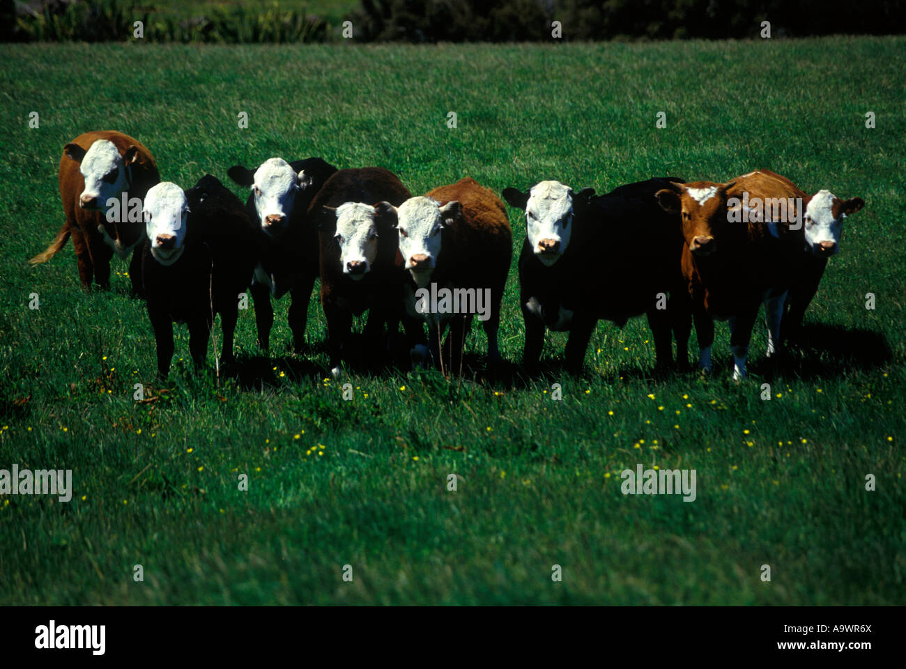 Heifers in field hi-res stock photography and images - Alamy