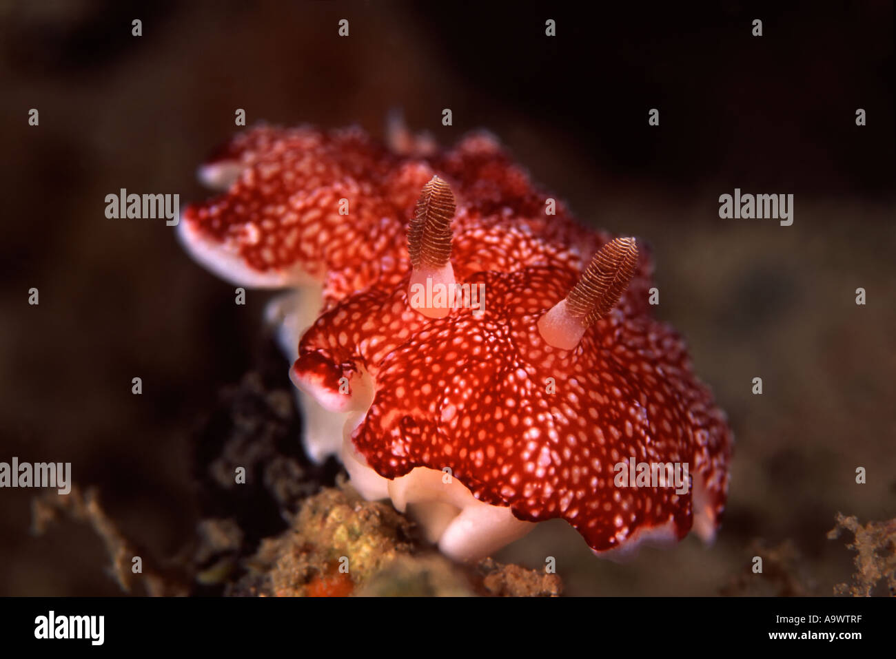 Chromodoris reticulata chromodoris reticulata hi-res stock photography ...
