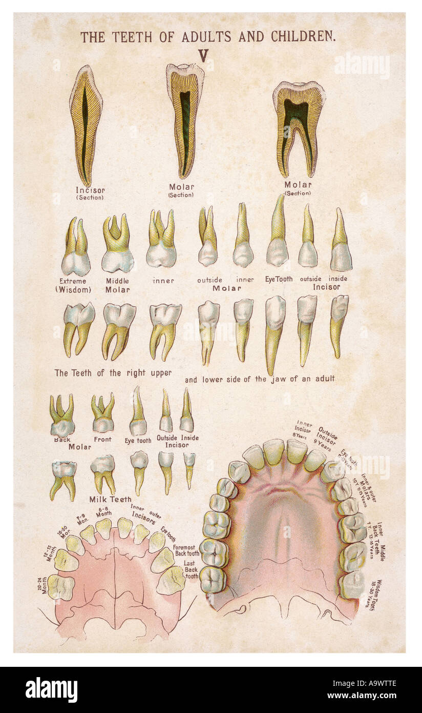 Teeth Of Adult Child Stock Photo - Alamy
