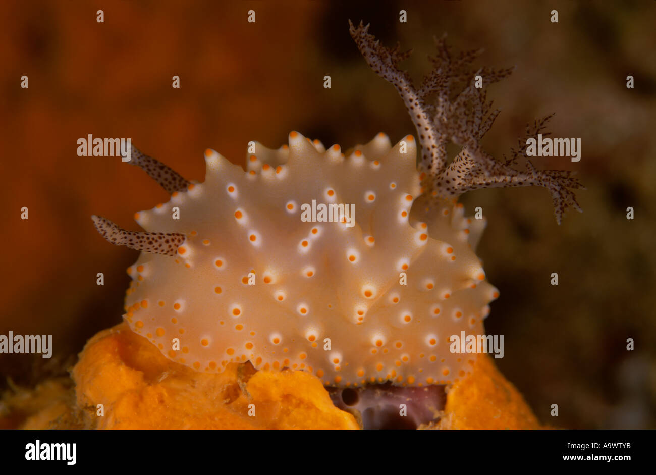 Nudibranch halgerda batangas hi-res stock photography and images - Alamy
