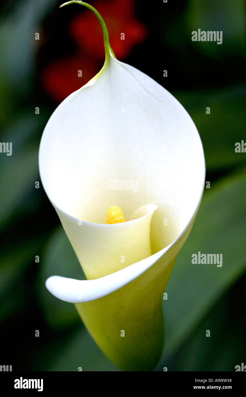Araceae lily hi-res stock photography and images - Alamy