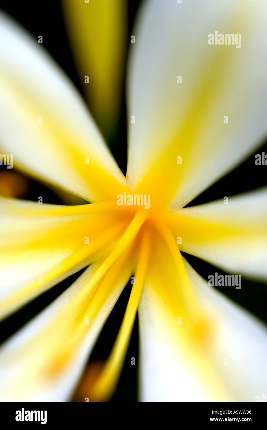Clivia miniata citrina hi-res stock photography and images - Alamy