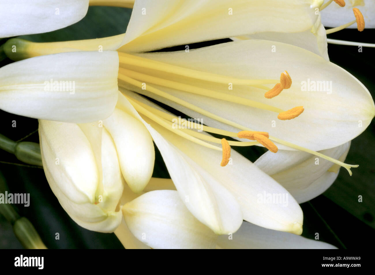 Clivia miniata var citrina Amaryllidaceae Stock Photo - Alamy