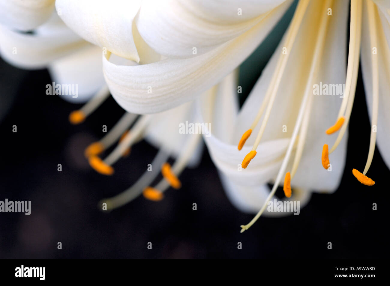 Clivia miniata citrina hi-res stock photography and images - Alamy