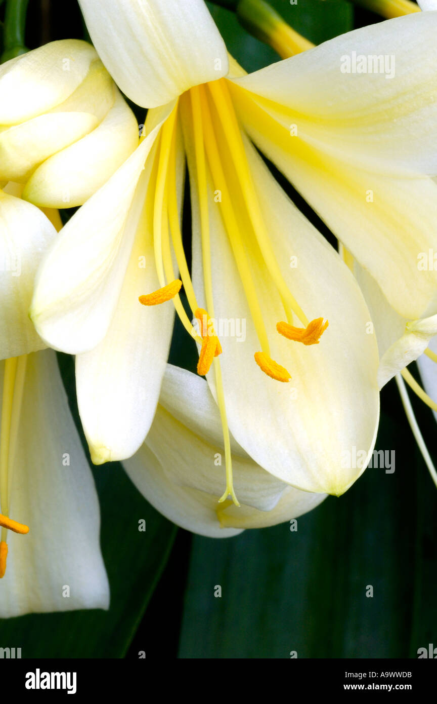 Clivia miniata citrina hi-res stock photography and images - Alamy