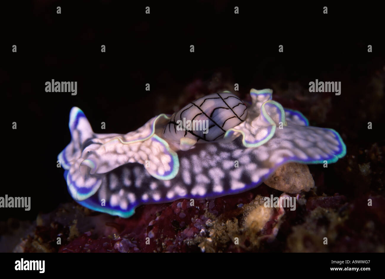 Micromelo undatus hi-res stock photography and images - Alamy