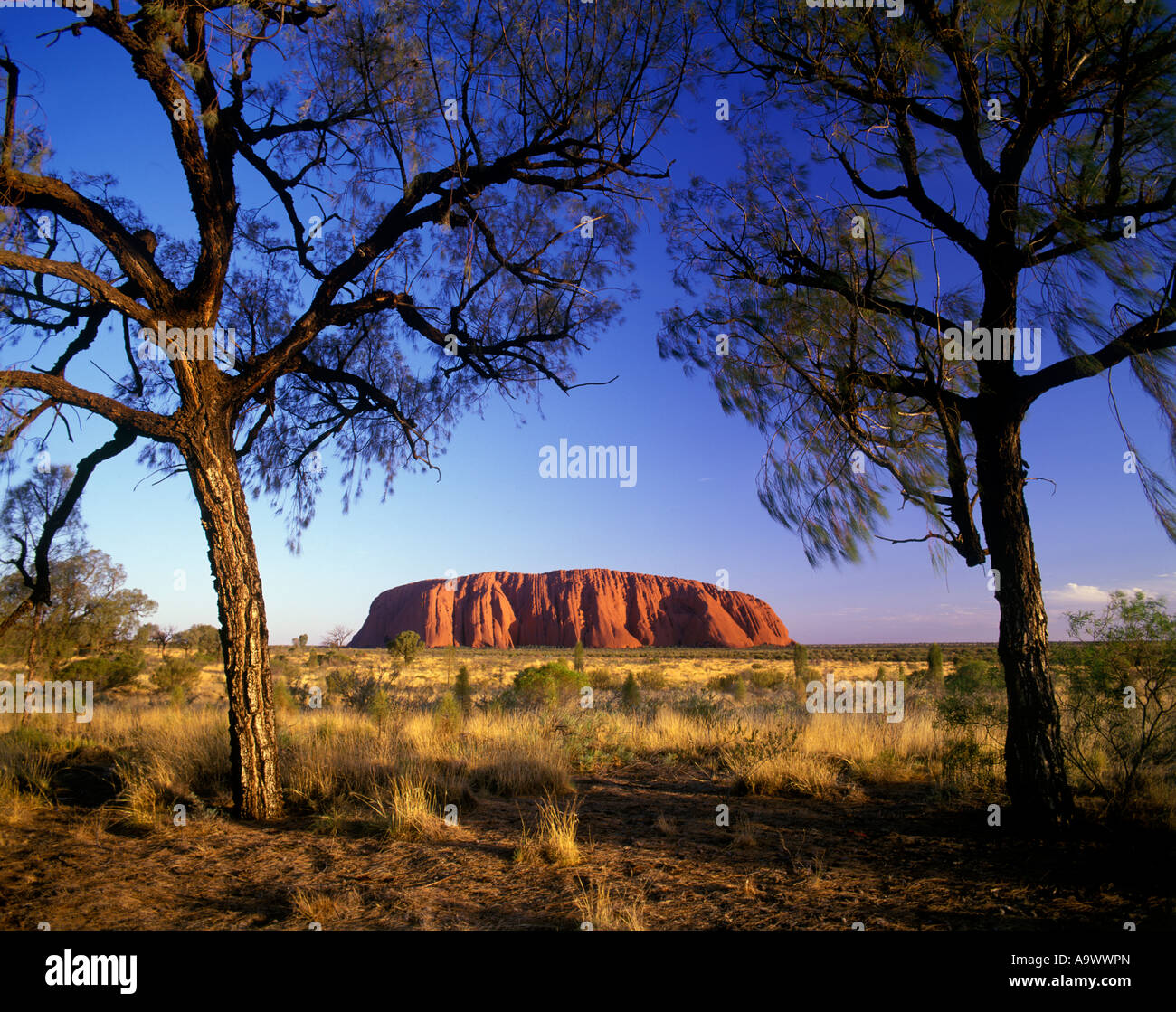 GUM TREES AYERS ROCK ULURU-KATA TJUTA NATIONAL PARK NORTHERN TERRITORY ...