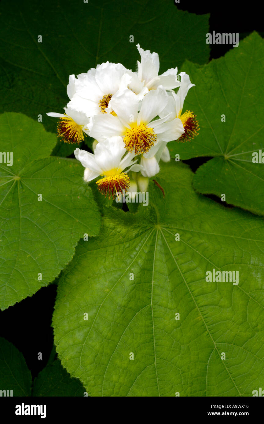 Sparmannia africana hi-res stock photography and images - Alamy