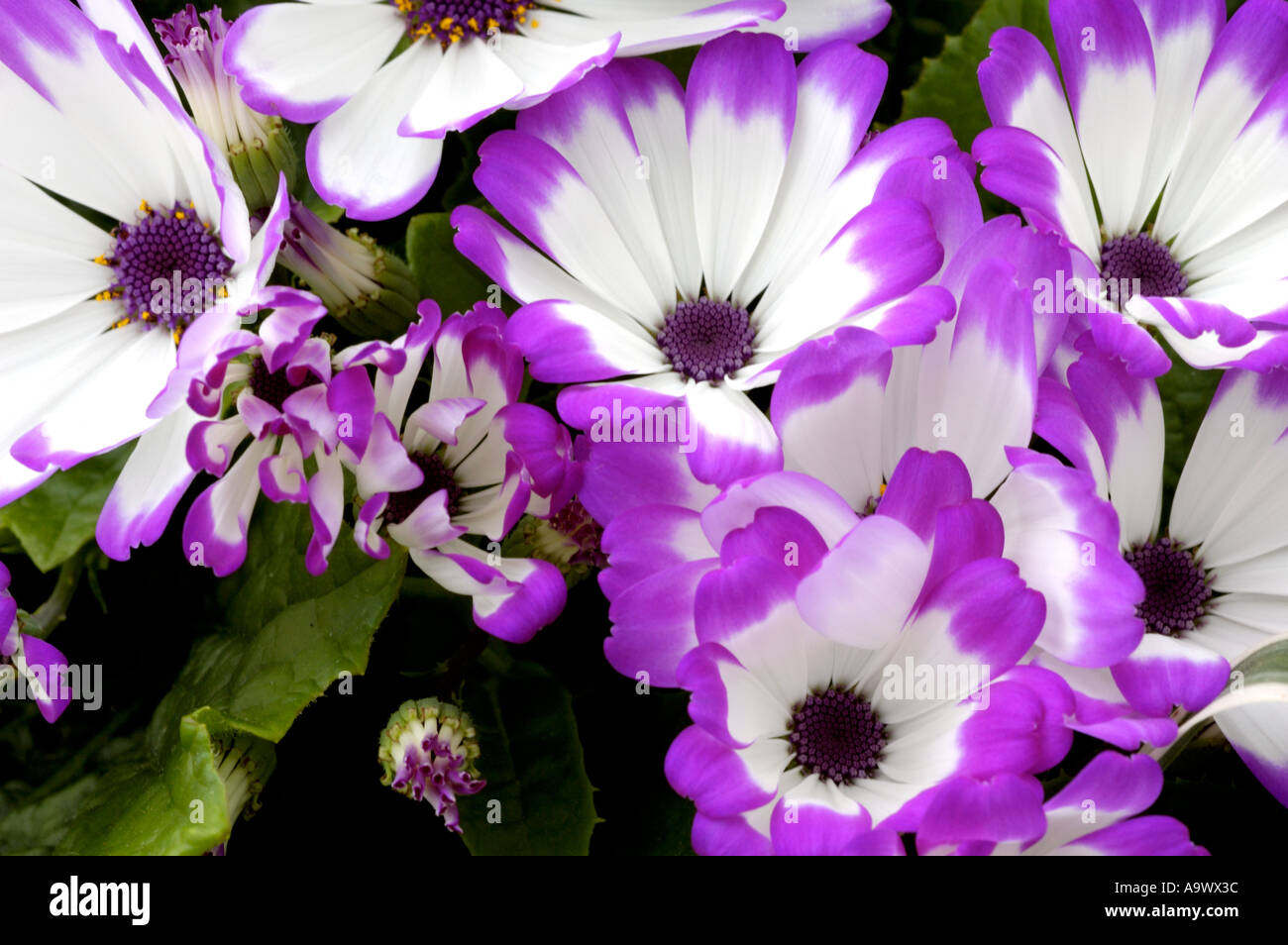 Pericallis cineraria hi-res stock photography and images - Alamy