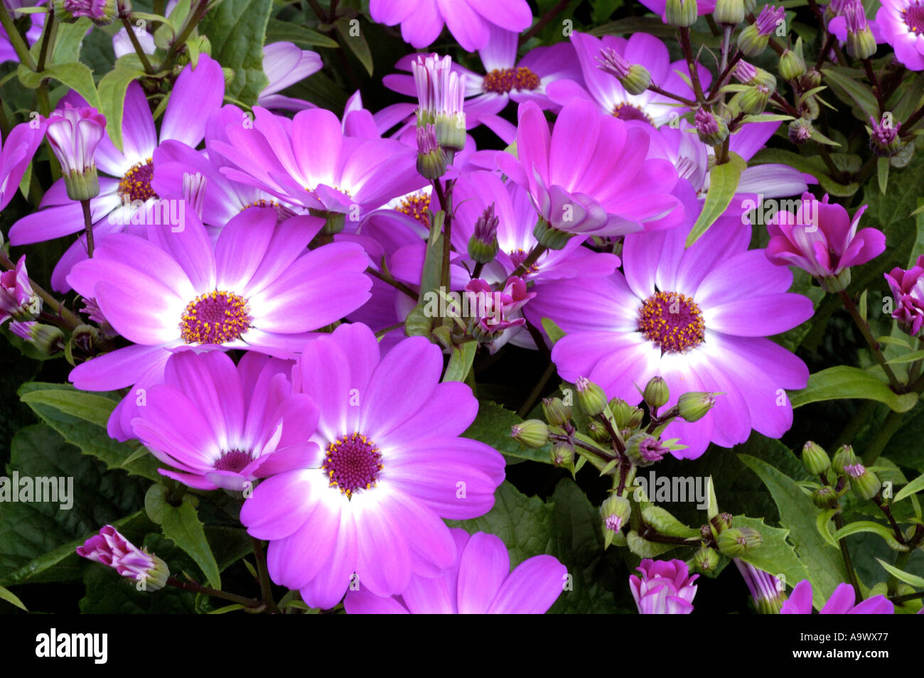 Pericallis Cineraria Compositae Royalty series Stock Photo - Alamy