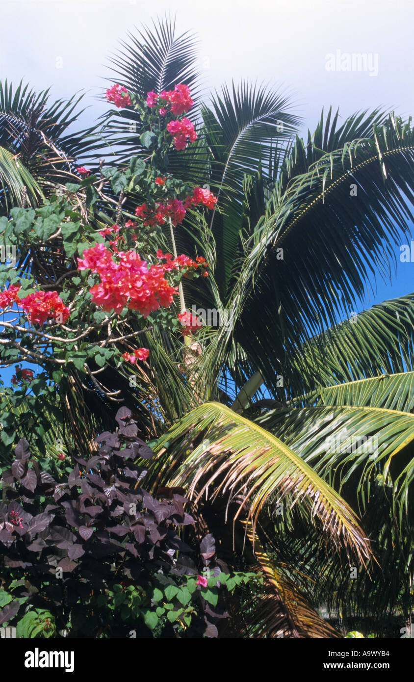 South Sea plants in Tonga Stock Photo - Alamy