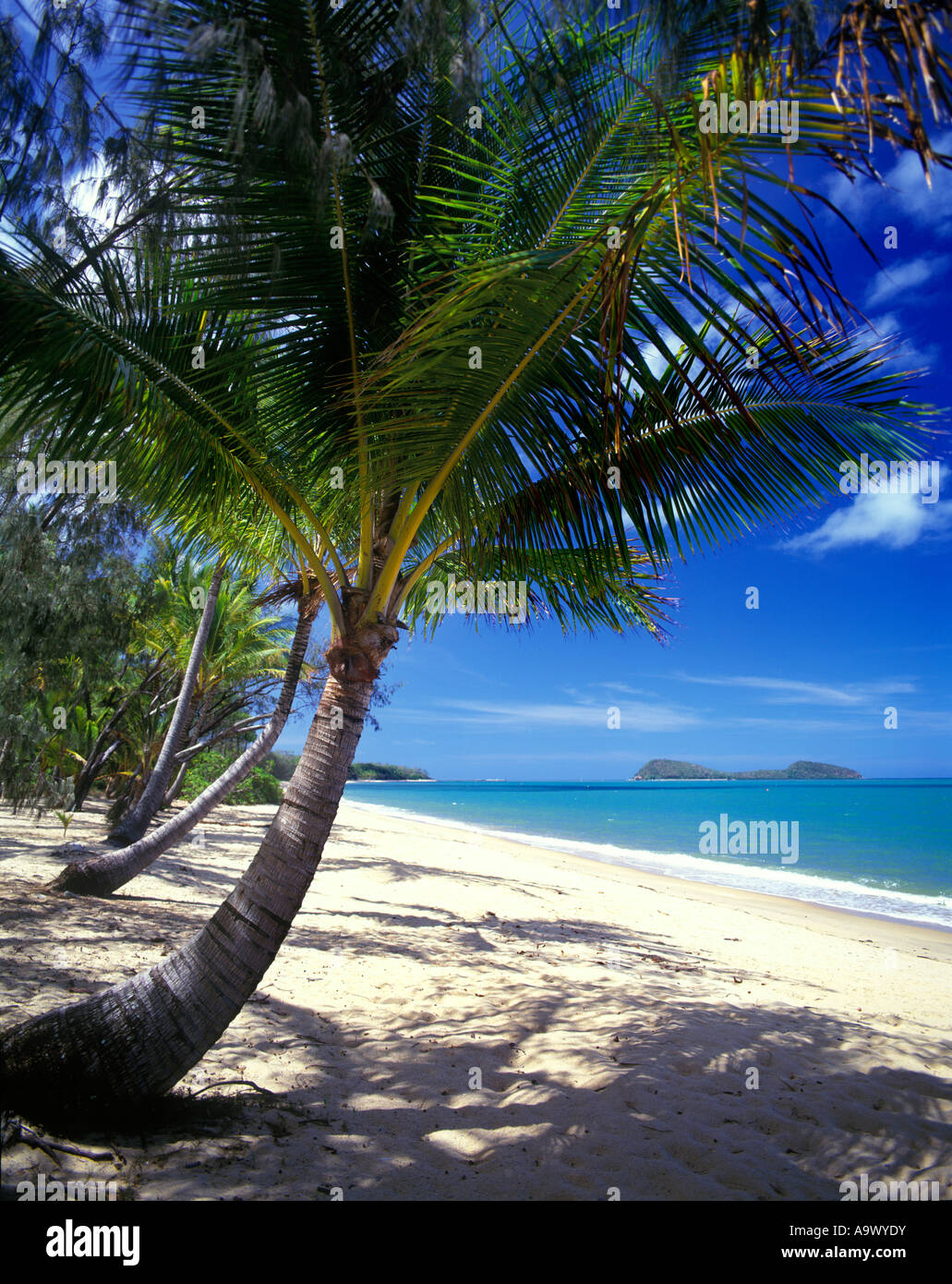 Tropical beach palm trees australia hi-res stock photography and images ...
