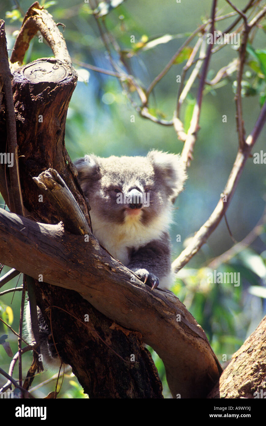 Koala hanging in tree hi-res stock photography and images - Alamy