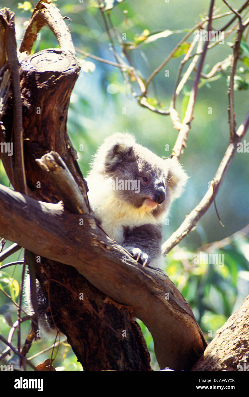 Koala hanging in tree hi-res stock photography and images - Alamy