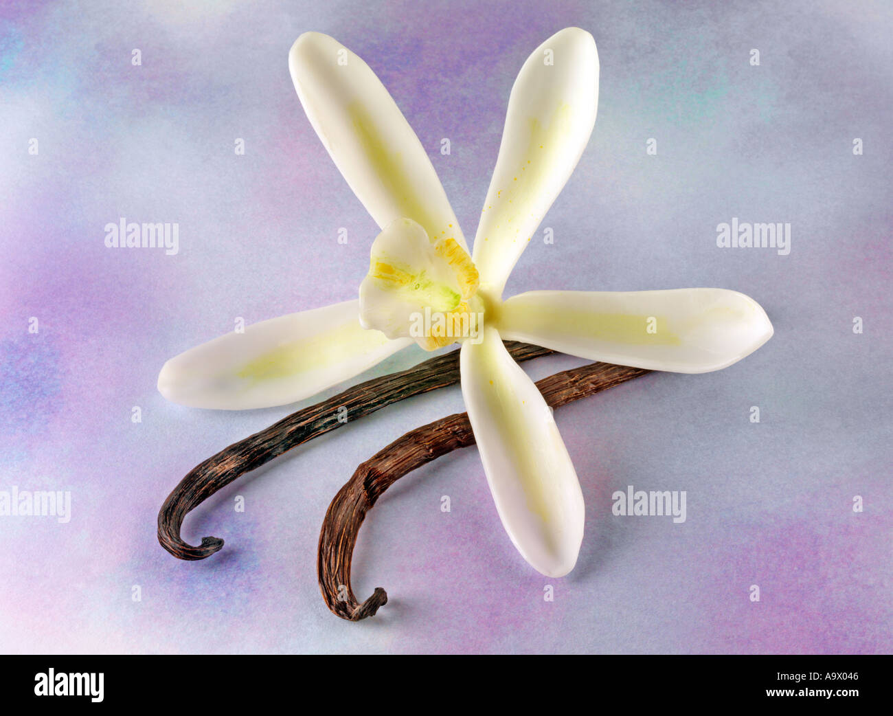VANILLA FLOWER AND PODS Stock Photo - Alamy