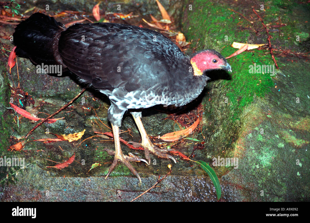 Native australian turkey hi-res stock photography and images - Alamy