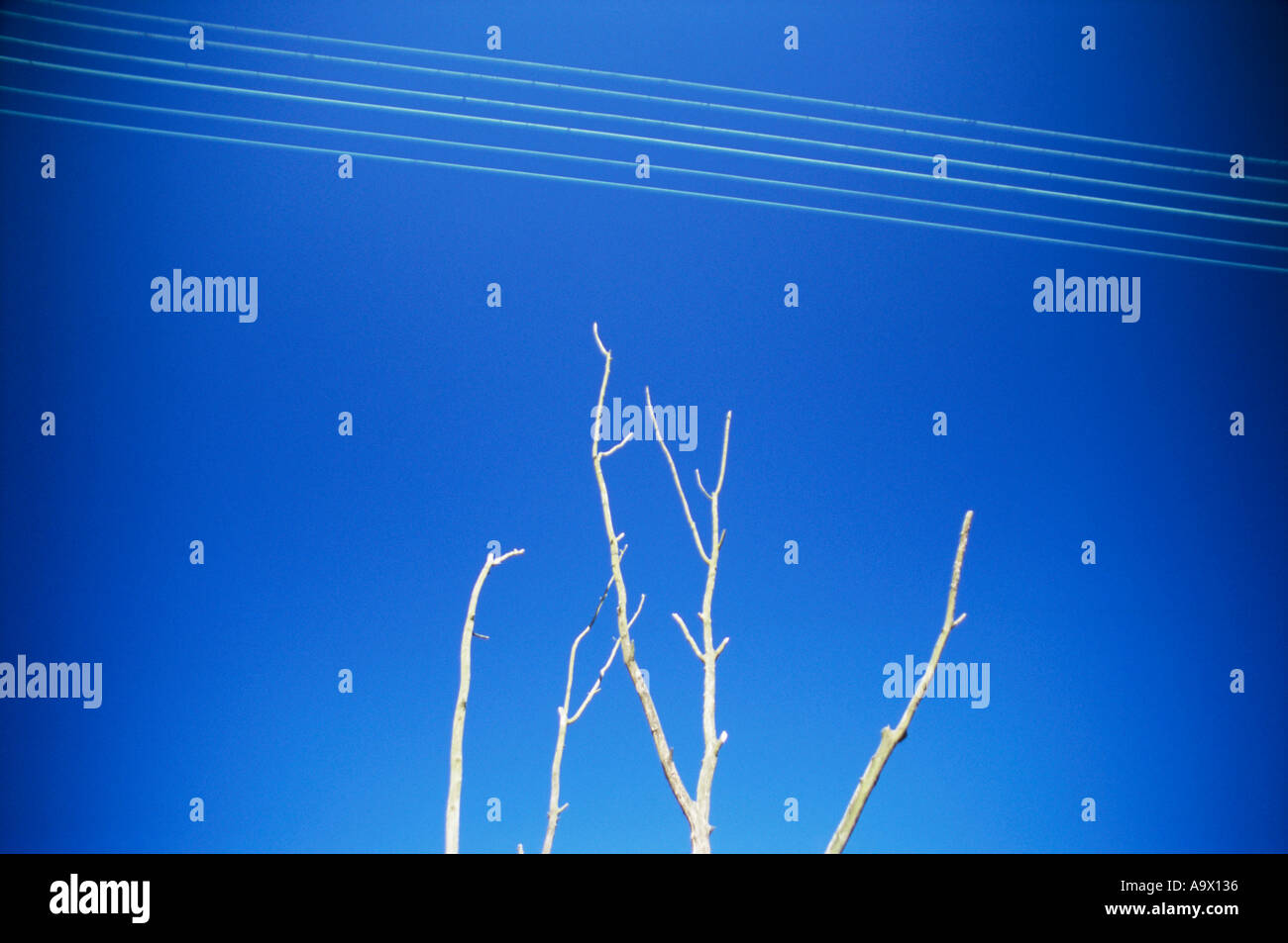 DEAD TREE UNDER POWER LINES Stock Photo - Alamy
