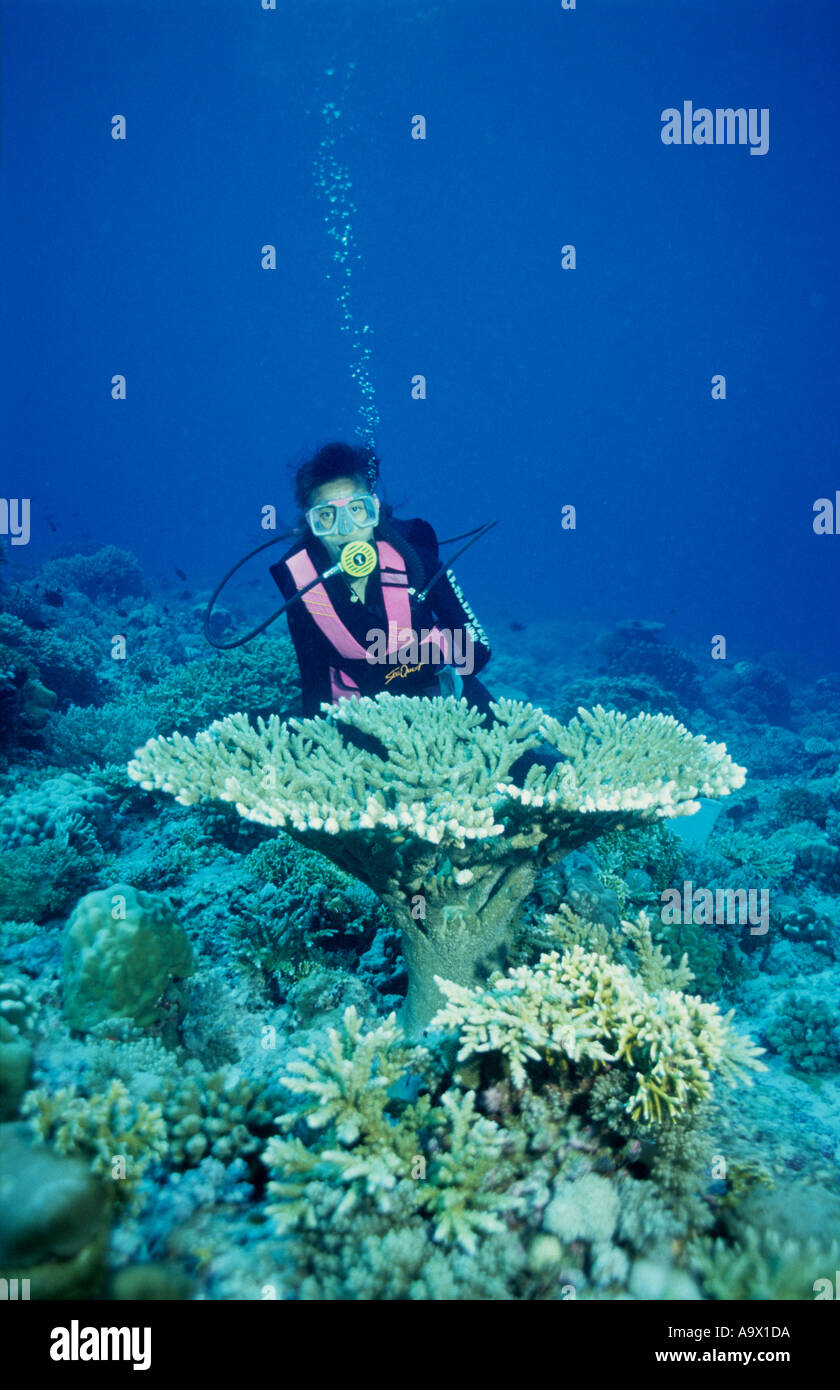 Female diver over Acropora Table Coral and mixed corals Basterra Reef ...
