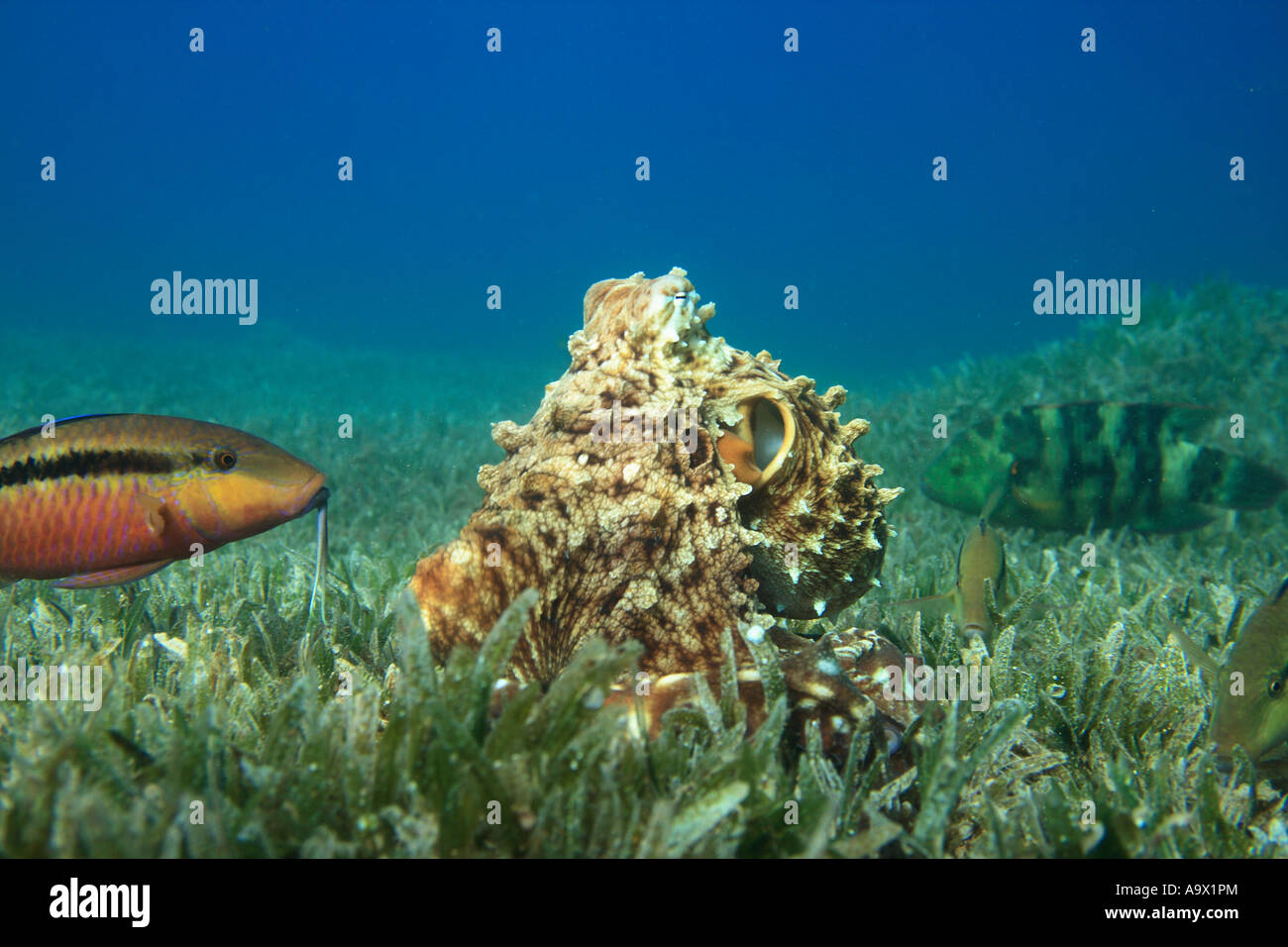 Red Sea Goatfish Parupeneus forrskali and Reef Octopus Octopus cyaneus ...