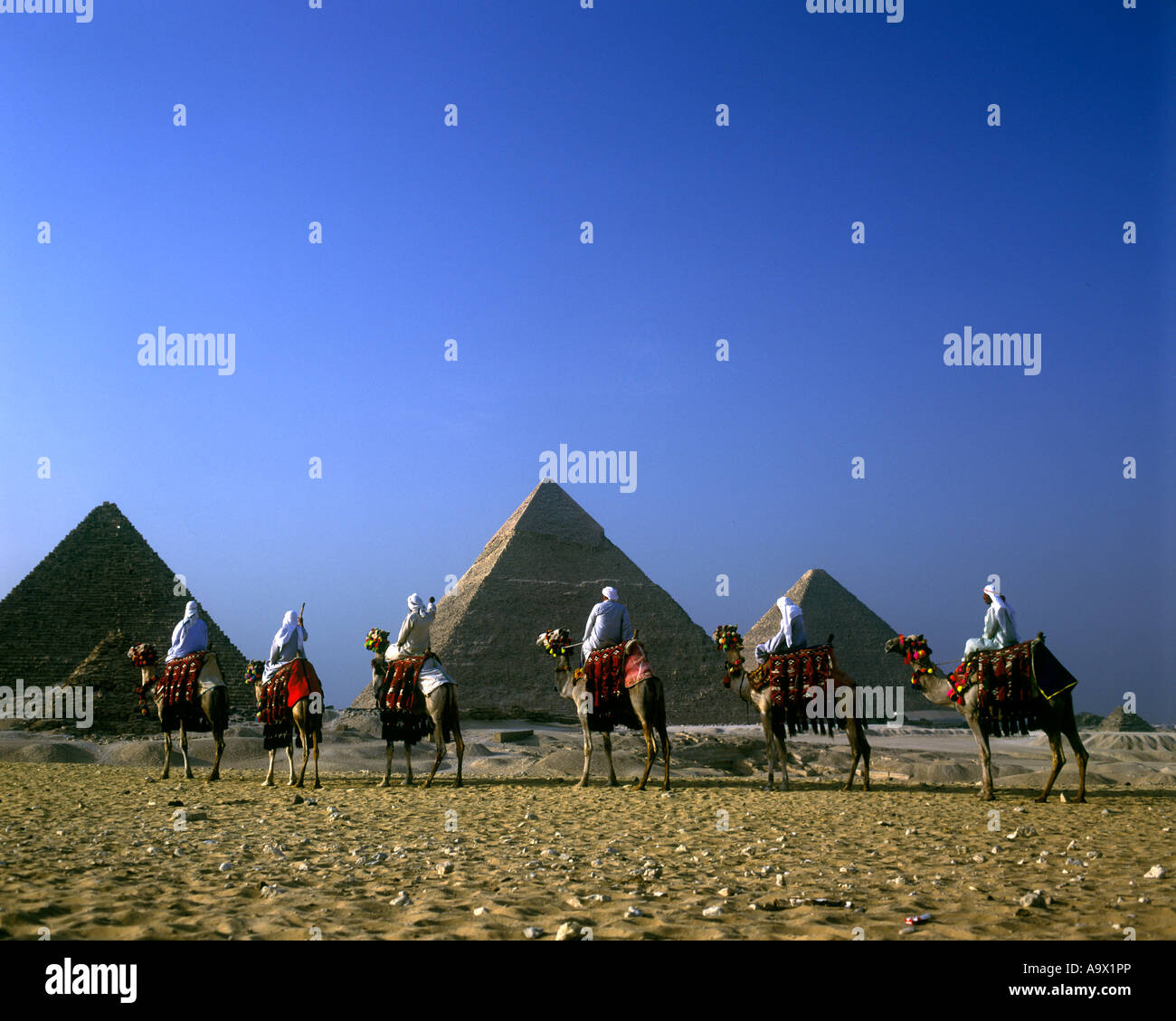 Biblical Camel High Resolution Stock Photography and Images - Alamy