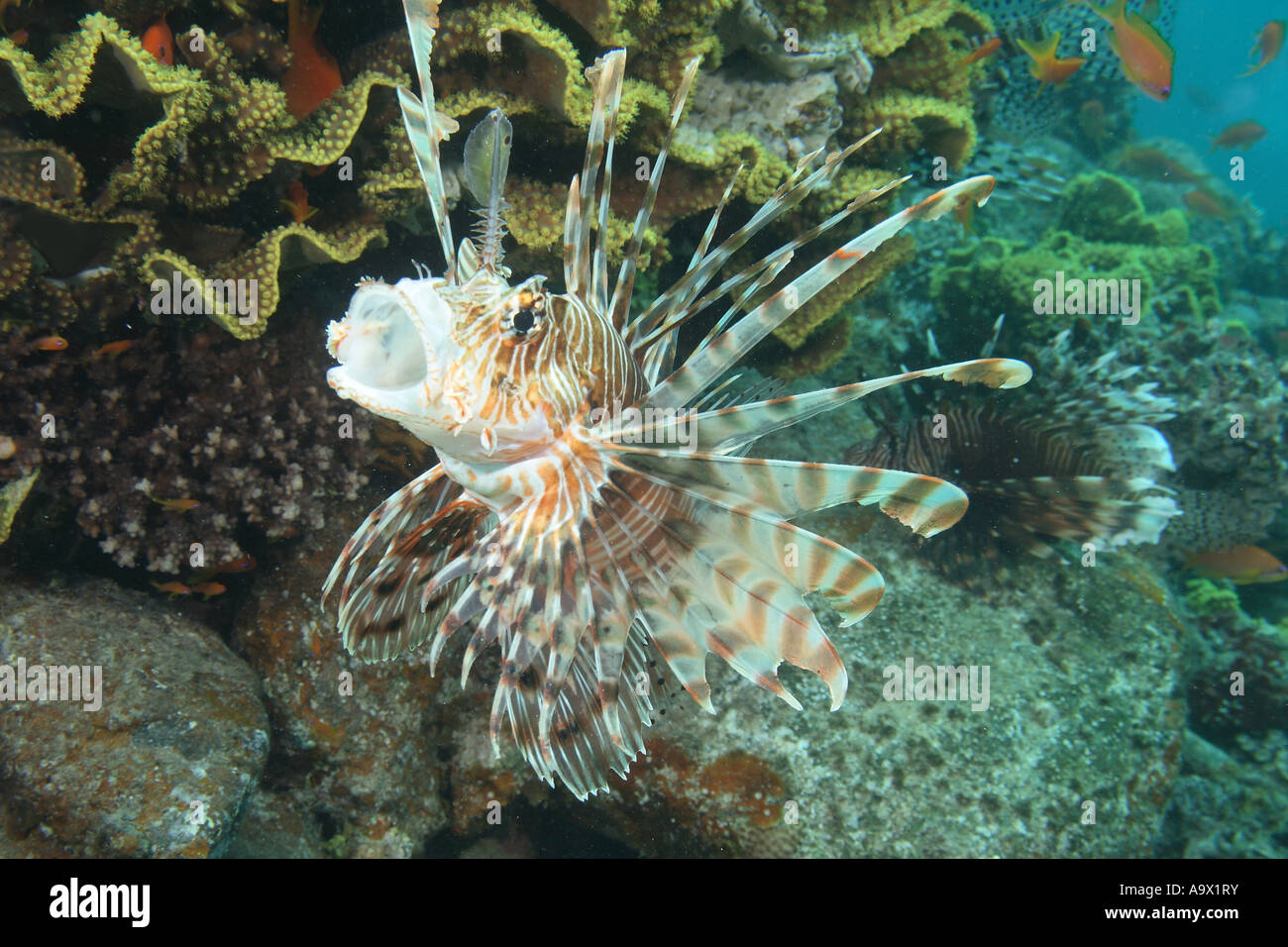 Common lionfish Pterois miles Stock Photo - Alamy