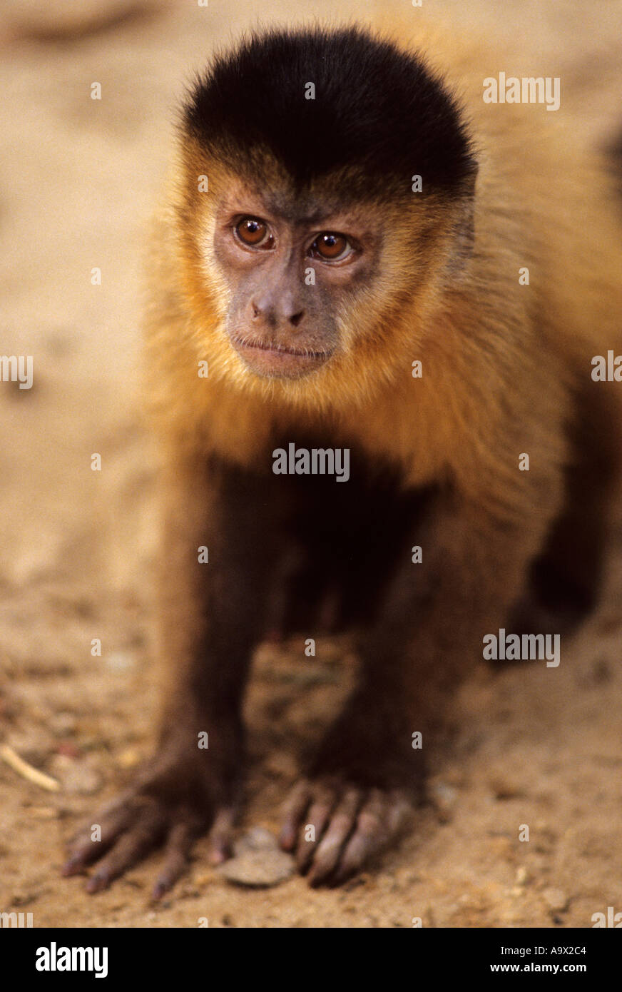 North-east Brazil. Capuchin monkey Stock Photo - Alamy