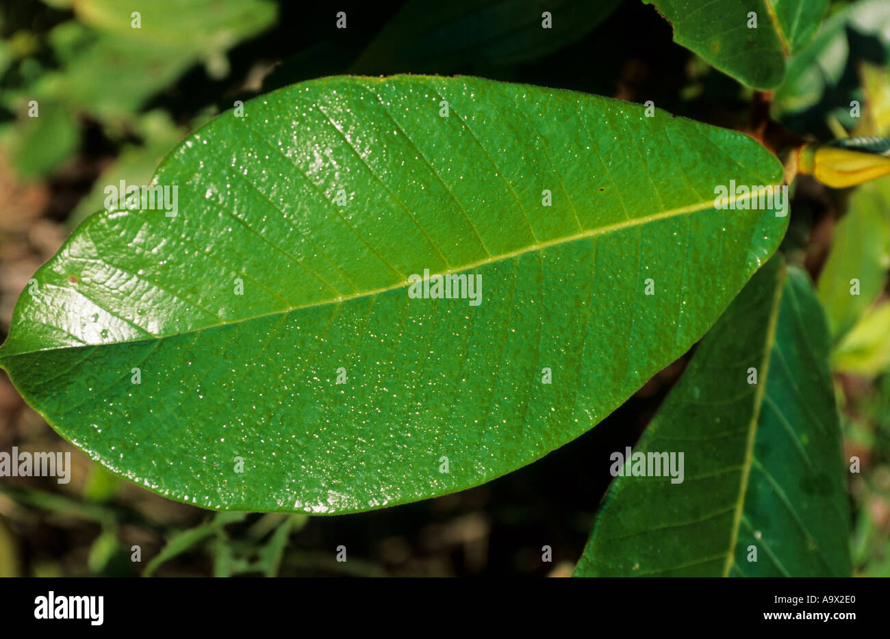 Amazon, Brazil. Rainforest leaf with dew droplets of water Stock Photo ...