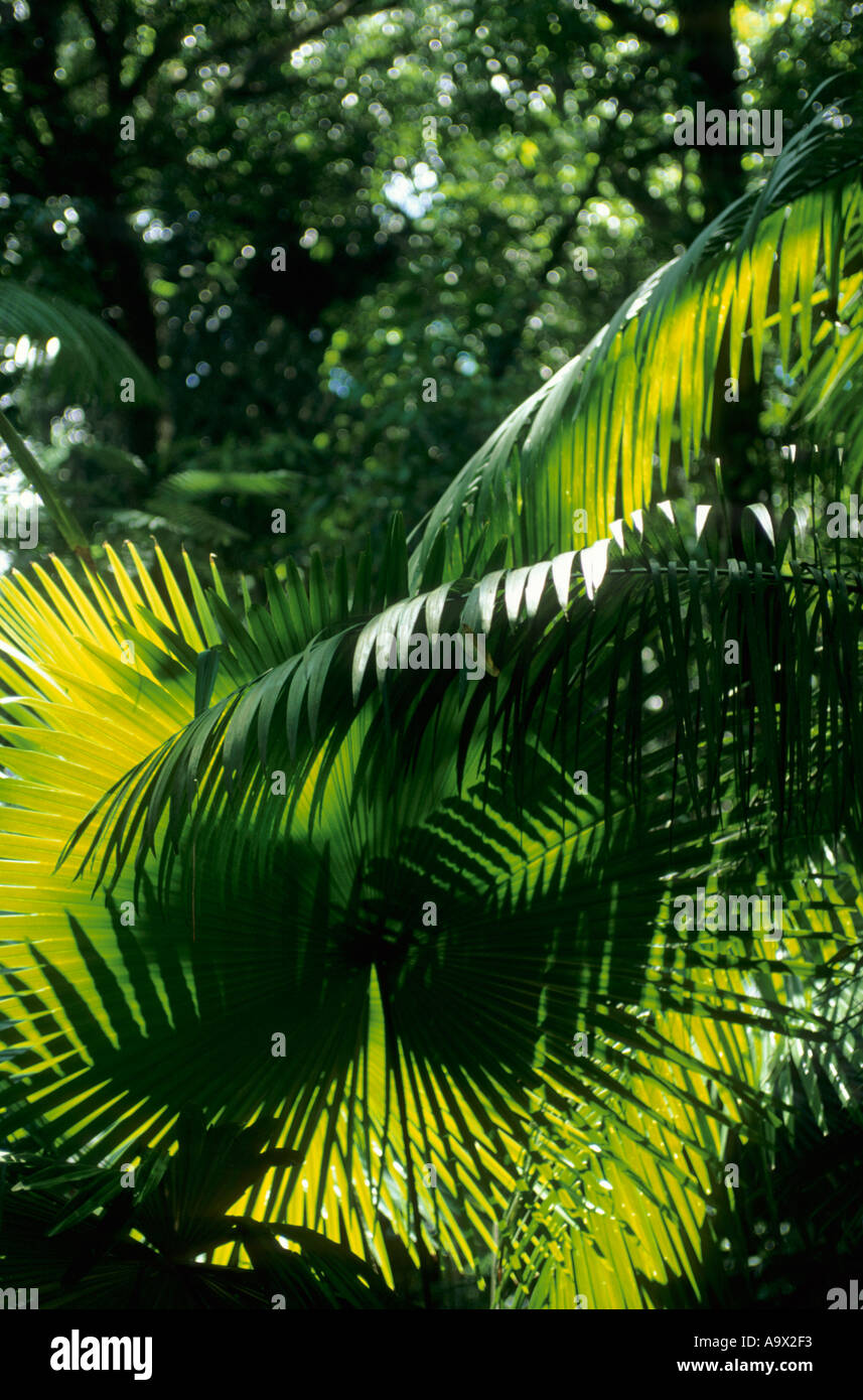 Amapa tree hi-res stock photography and images - Alamy