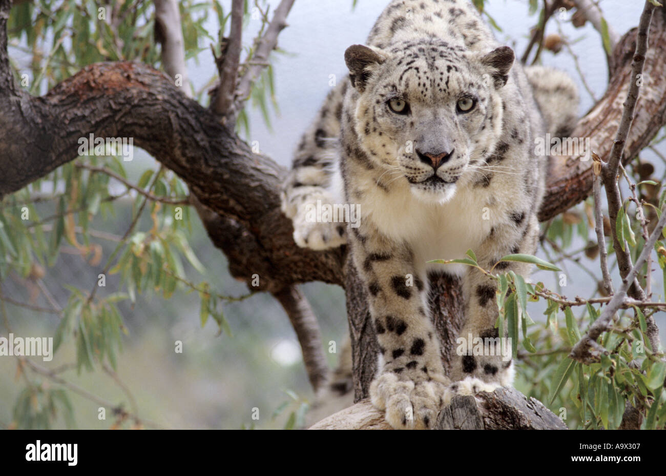 Male snow leopard panthera uncia hi-res stock photography and images ...