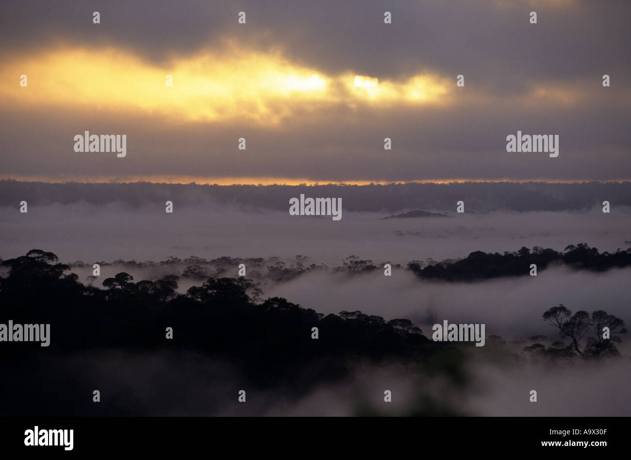 Amapa Tree High Resolution Stock Photography and Images - Alamy