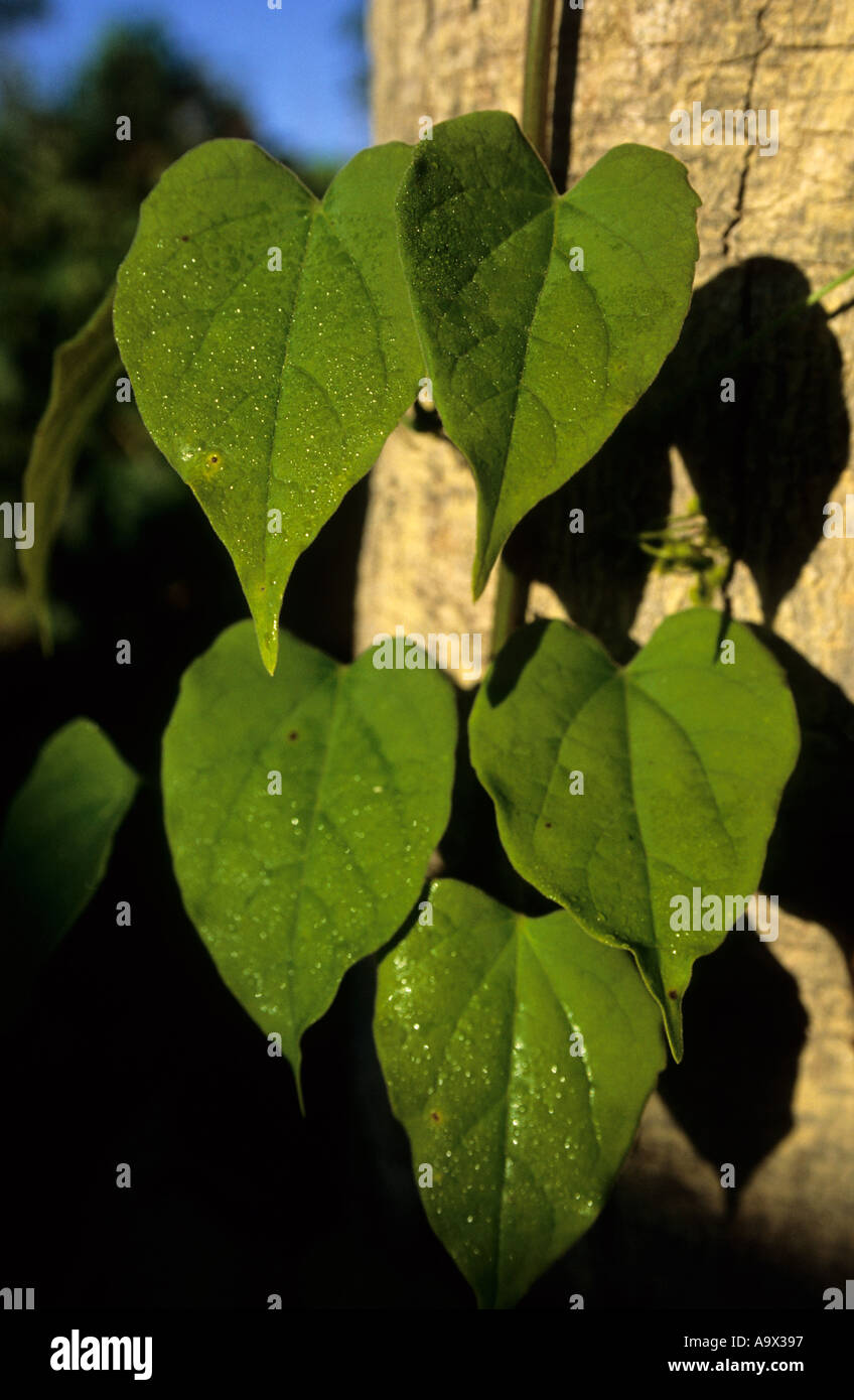 Amazon, Brazil. Tree trunk with green climbers growing up it. Living ...