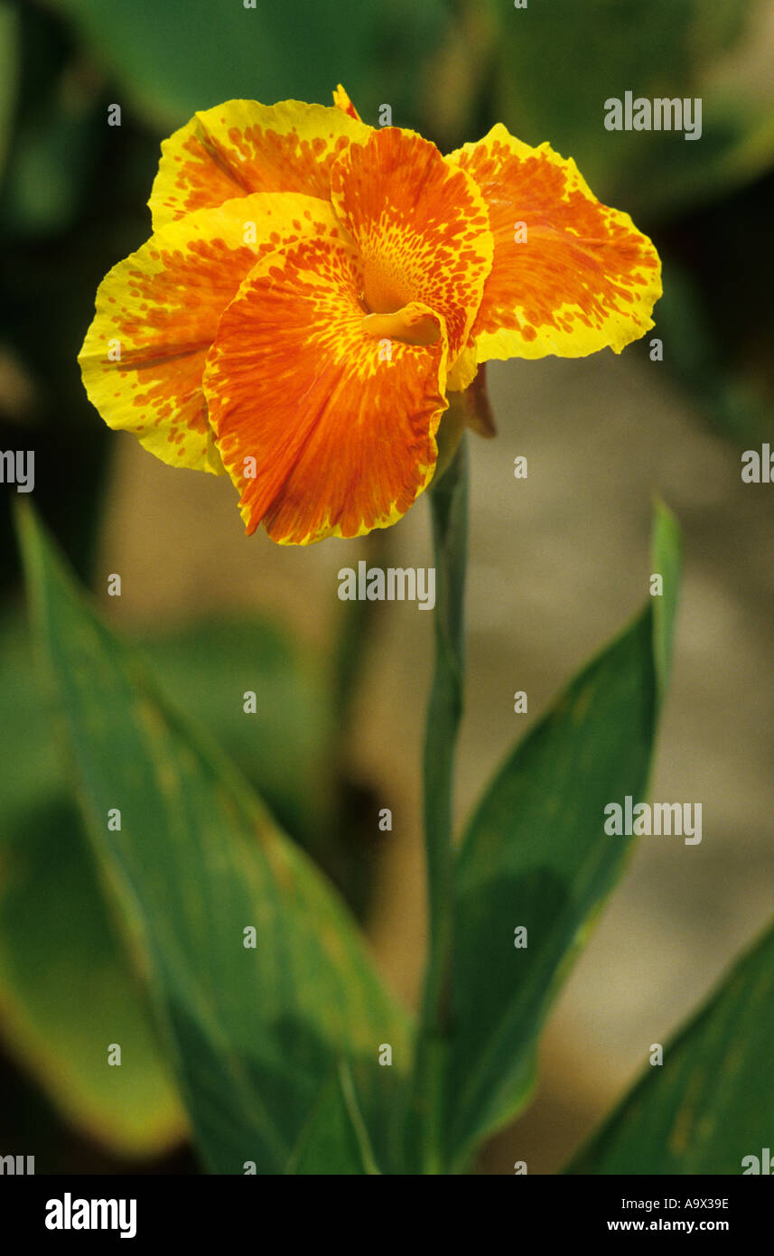 Amazon, Brazil. Flowering plant with contrasting yellow and red design ...