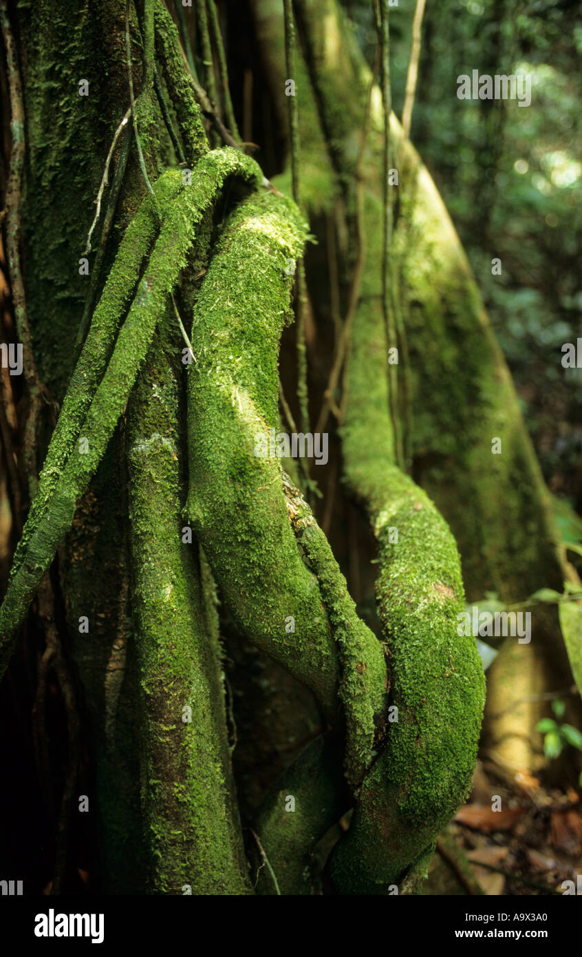 Amapa tree hi-res stock photography and images - Alamy