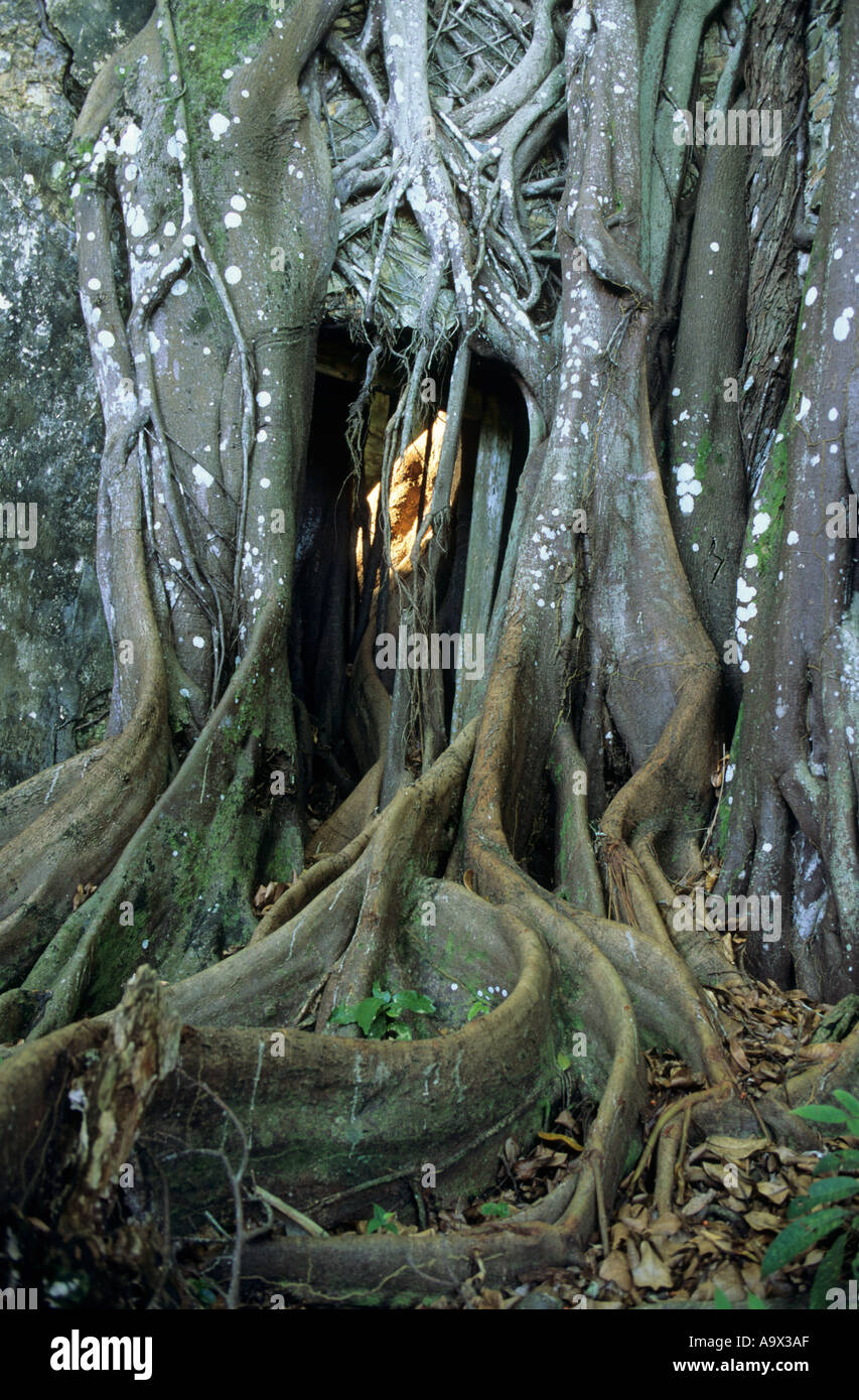 Itaparica Island, Bahia, Brazil. Tangled tree roots with lichen growing ...