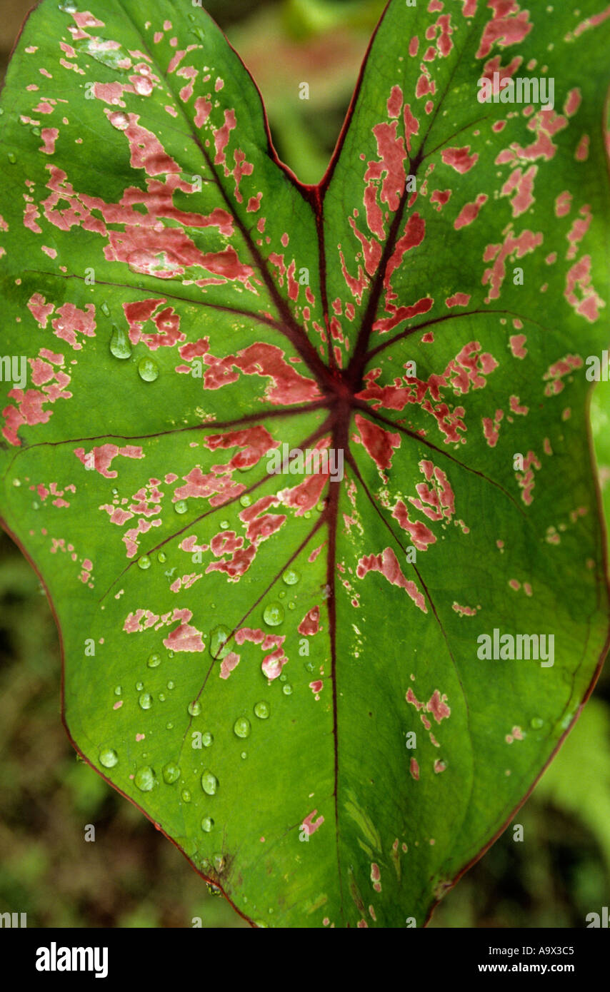 Amazon, Brazil. A green leaf with pink and white markings, and ...