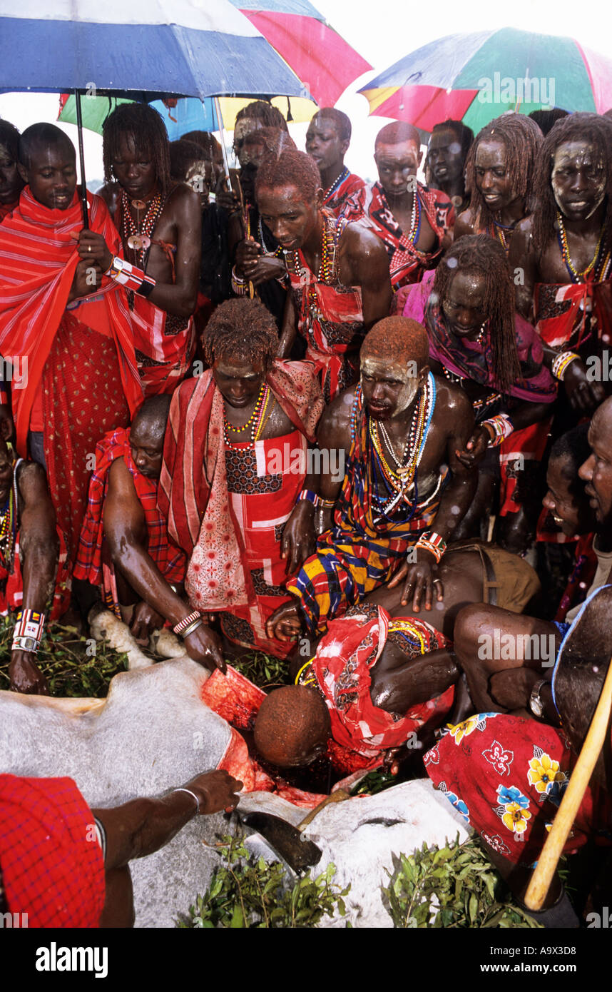 Maasai drinking cow blood hi-res stock photography and images - Alamy