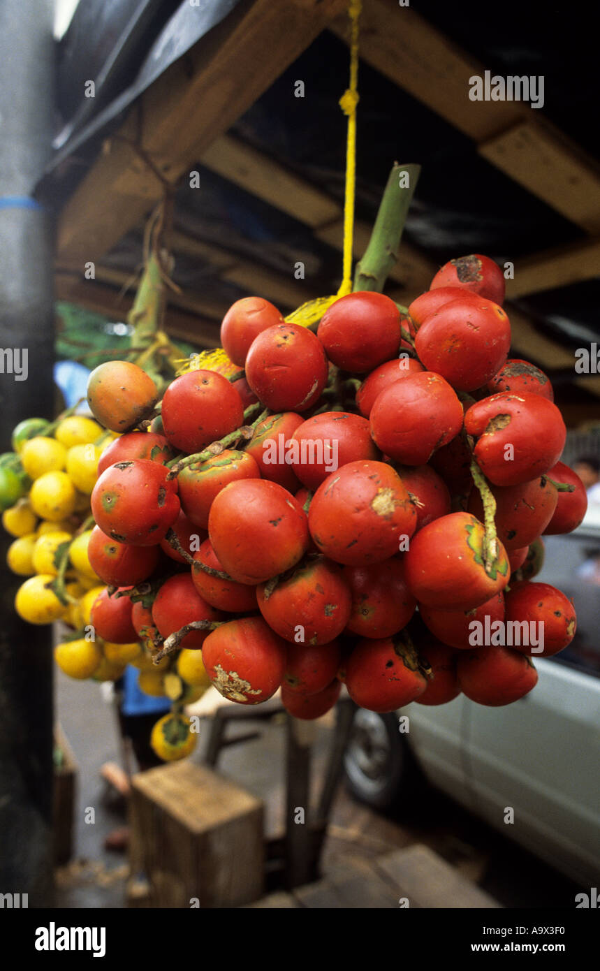 Amazonia, Brazil. Pupunha palm fruit (Bactris minor) Peach Palm hanging ...