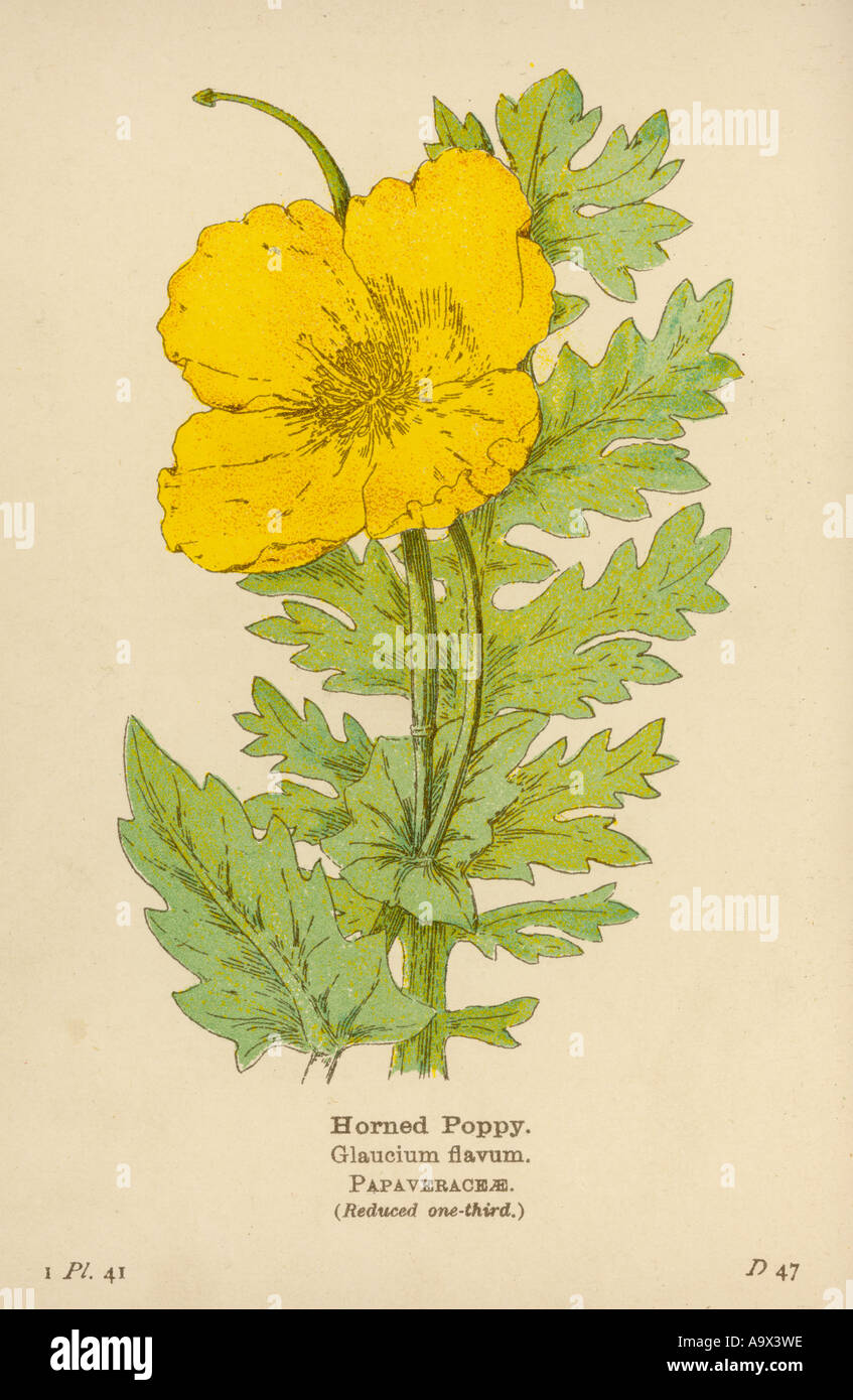 Plants Glaucium Flavum Stock Photo - Alamy