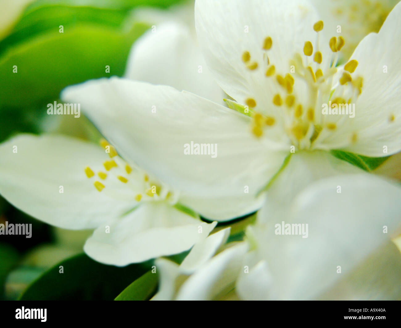 Jasmin hi-res stock photography and images - Alamy