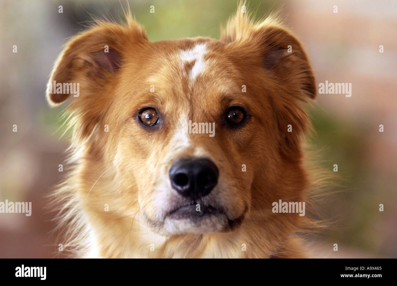 Dogface hi-res stock photography and images - Alamy