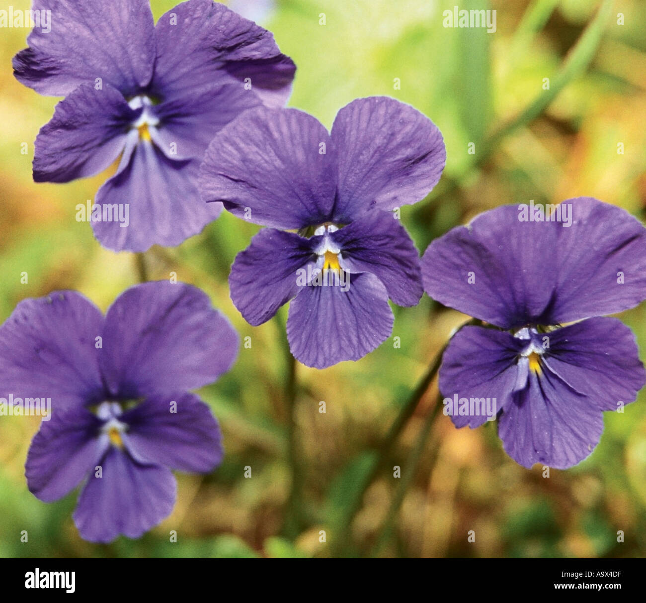 Wild Alpine Flowers Violet Viola Altai Russia Stock Photo - Alamy