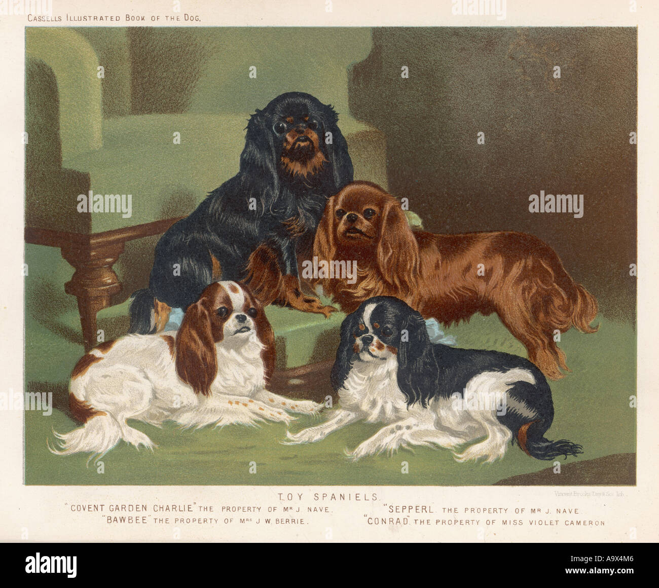 Four king charles spaniels hi-res stock photography and images - Alamy