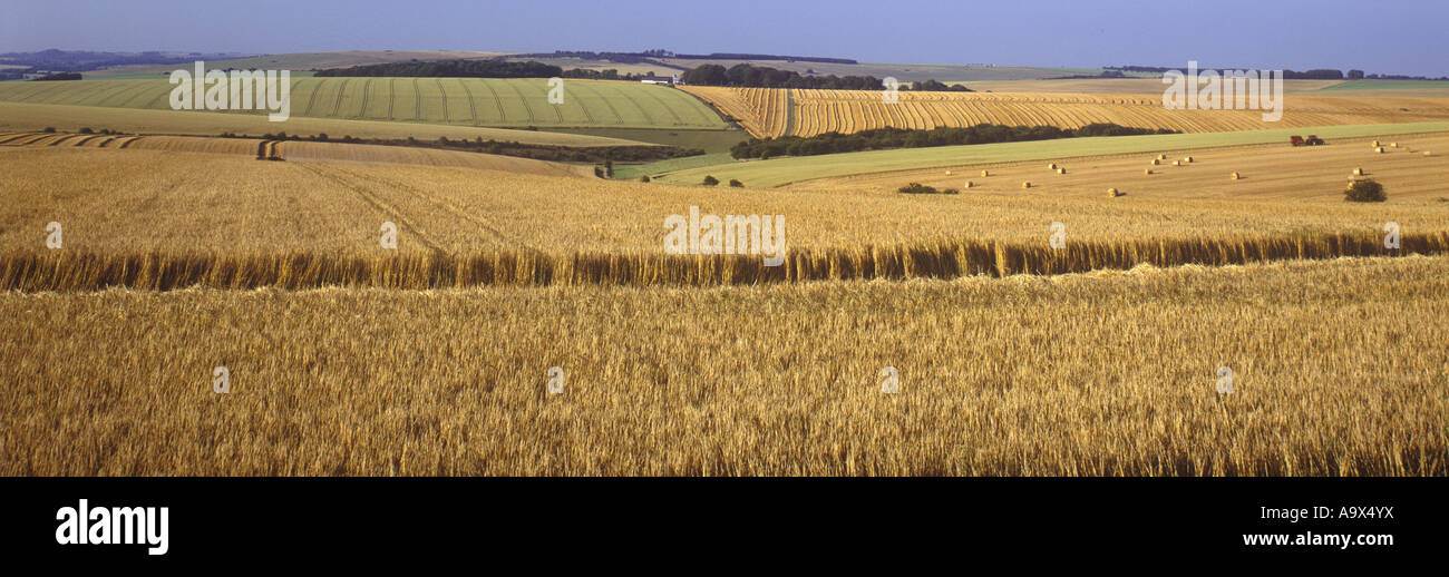 WHEAT FIELD WILTSHIRE ENGLAND UK Stock Photo - Alamy